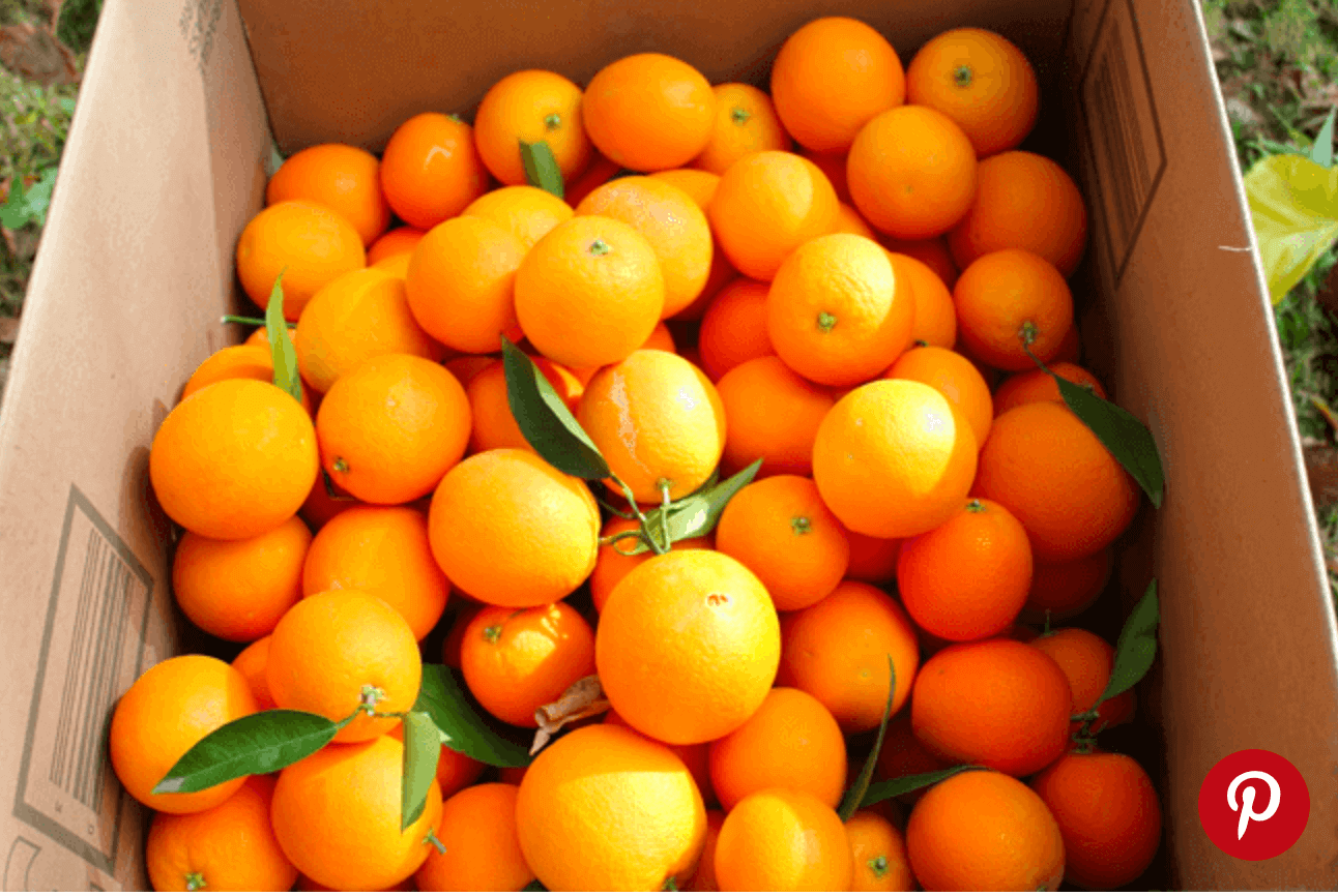 Voici comment utiliser vos oranges en cette saison d'hiver! - Le Guide ...